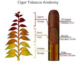 ANATOMY OF A HANDMADE CIGAR - Best cigars - site for the best cigars